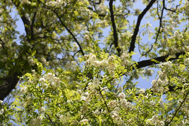 Black locust stock image. Image of false, botany, spring - 182371647