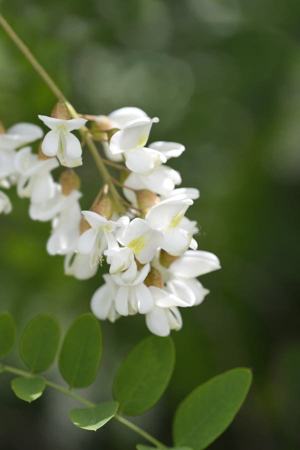 Black locust stock photo. Image of green, acacia, pseudoacacia - 184215690