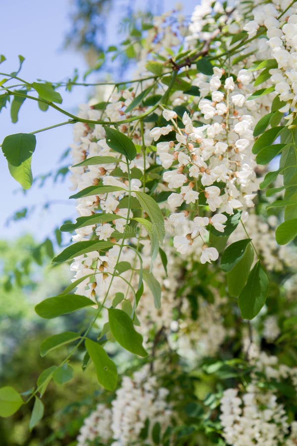 Black locust stock photo. Image of background, head - 116479932