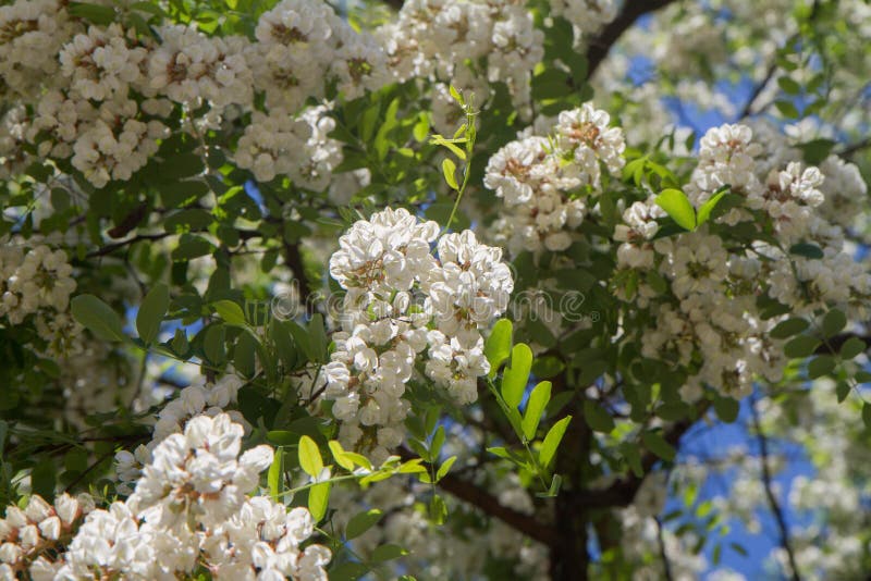 Black locust stock photo. Image of blooming, nature - 116479872