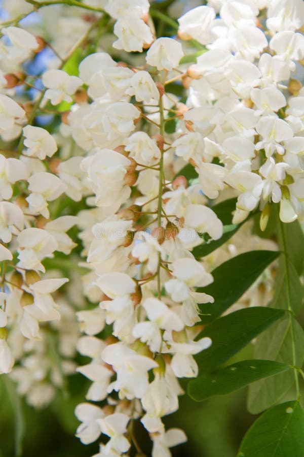 Black locust stock image. Image of beautiful, petal - 116479951