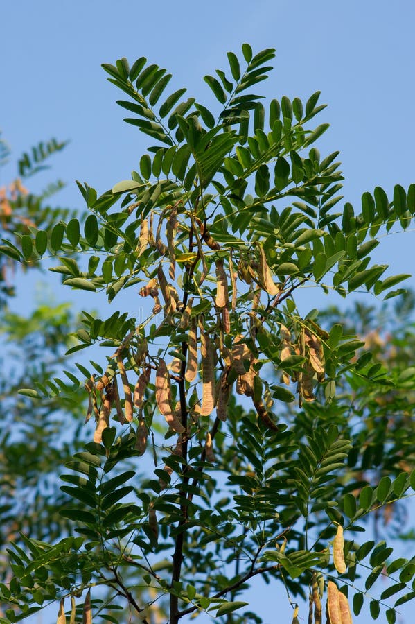 The Black Locust Robinia Pseudoacacia Stock Photo - Image of white ...