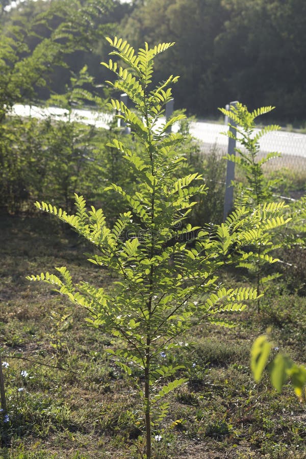 The Black Locust (Robinia Pseudoacacia Stock Photo - Image of closeup ...