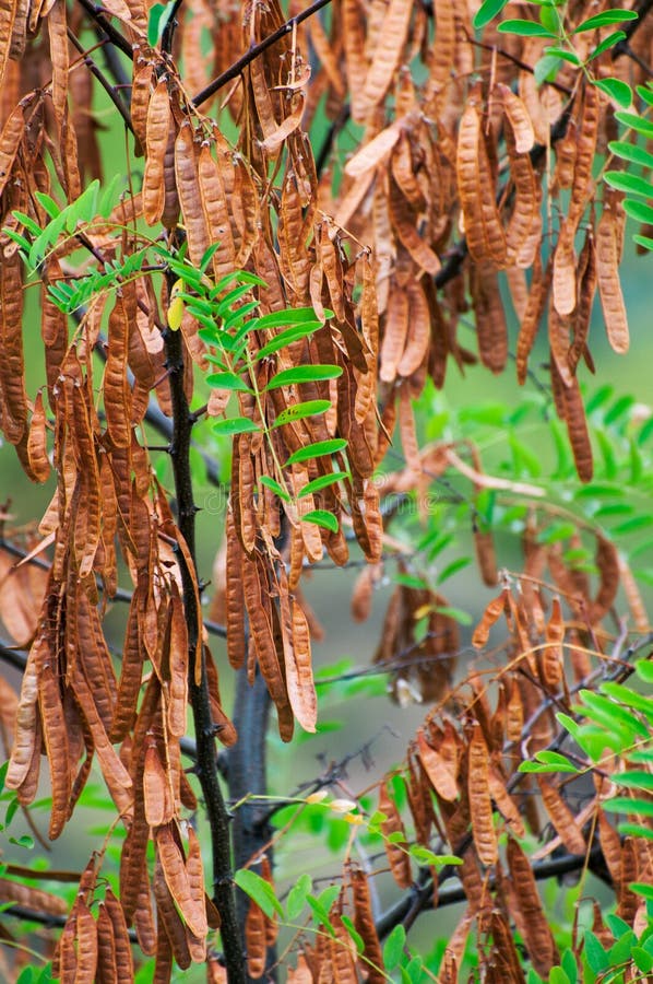 Black locust seeds stock photo. Image of traditional - 61282546