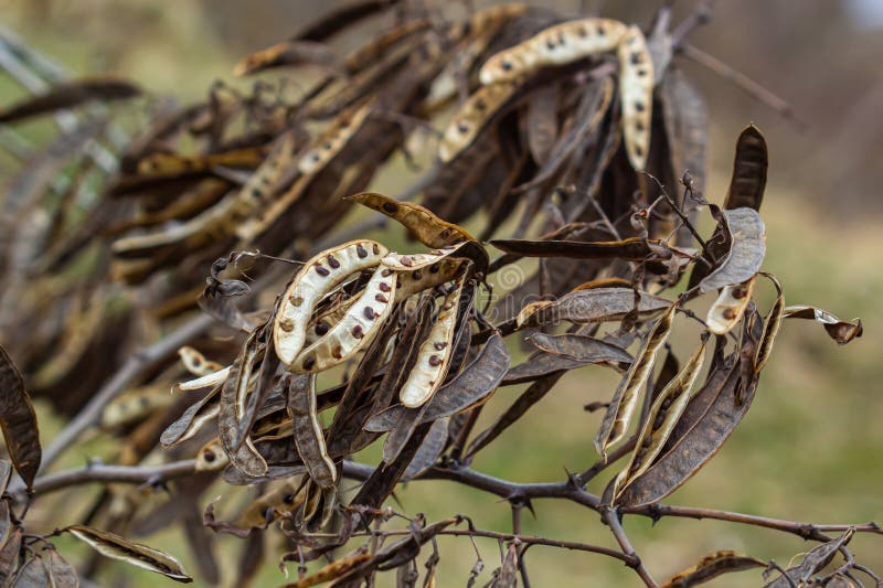 Black Locust Seeds Hanging and Dry so that the Black Seed Fall Out ...