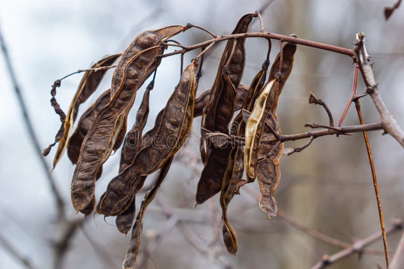 Black Locust Vs Honey Locust Pods