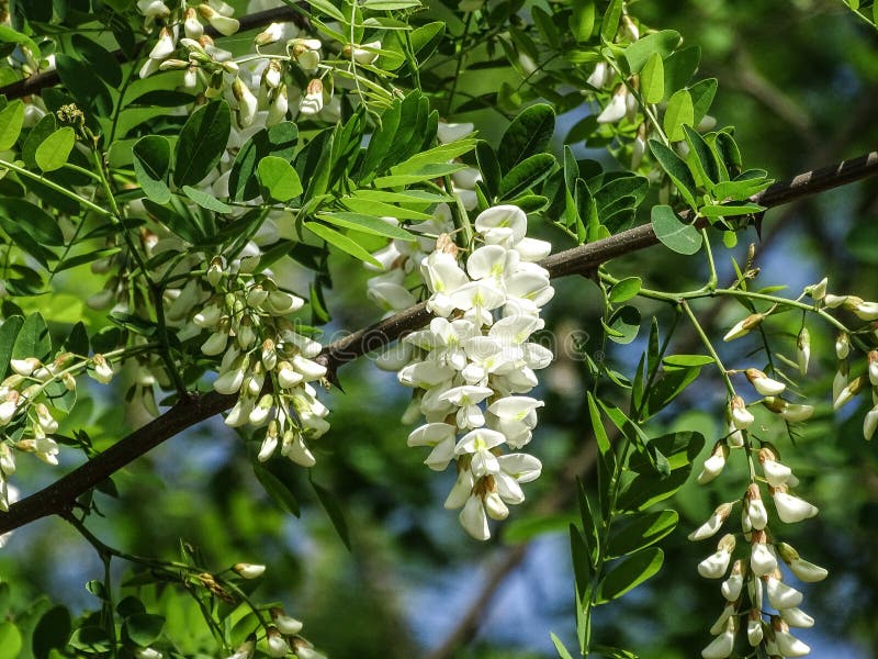 Black Locust Tree in Bloom. Robinia Pseudoacacia Stock Photo - Image of ...