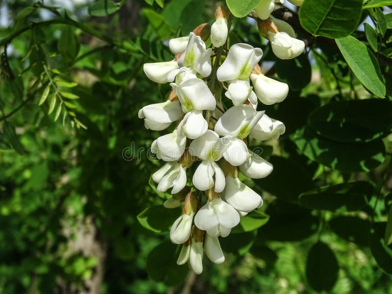 Black Locust Tree in Bloom. Robinia Pseudoacacia Stock Photo - Image of ...