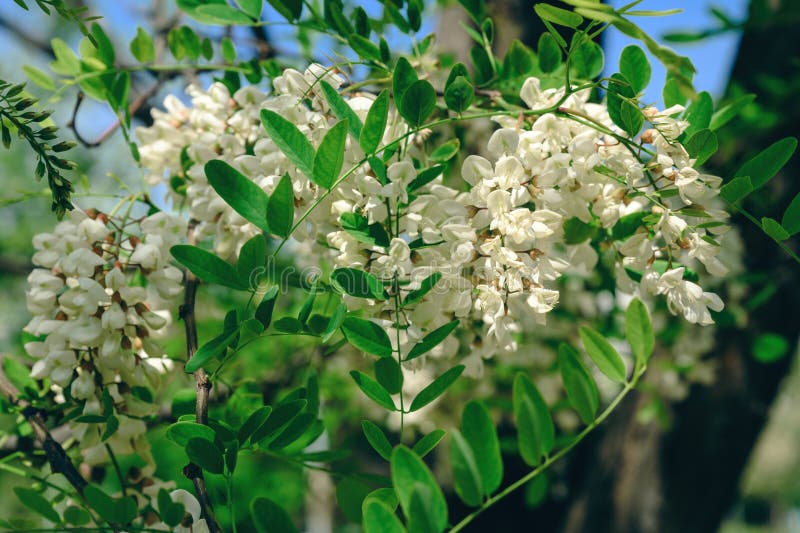 Black locust stock photo. Image of bark, plant, outdoors - 260589658