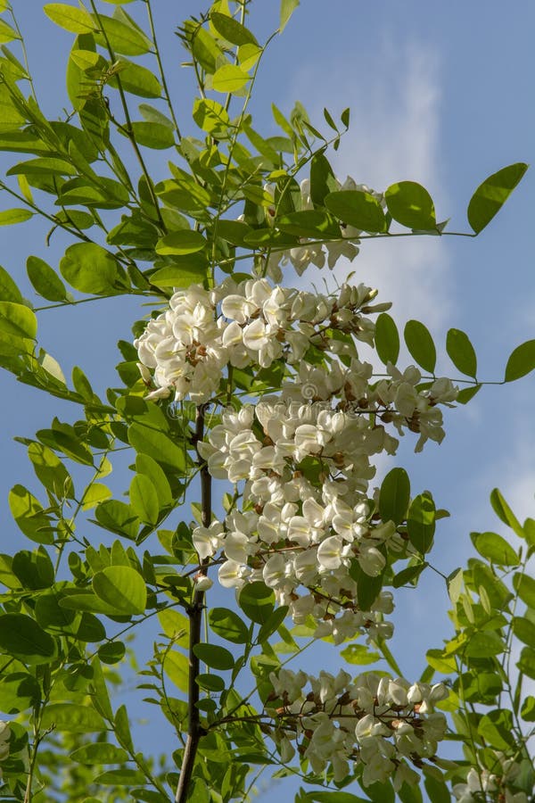 Black Locust Tree Blooming in the Spring. Robinia Pseudoacacia White ...