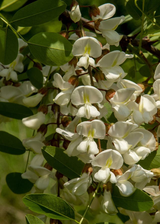 Black Locust Tree Blooming in the Spring. Robinia Pseudoacacia White ...