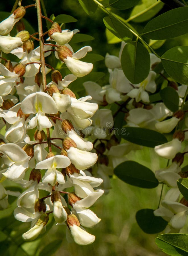 Black Locust Tree Blooming in the Spring. Robinia Pseudoacacia White ...