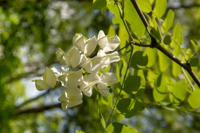 Black Locust Tree Blooming in the Spring. Robinia Pseudoacacia White ...