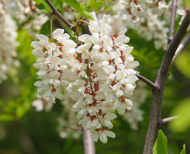 Black locust tree blossom stock image. Image of blooming - 138894785