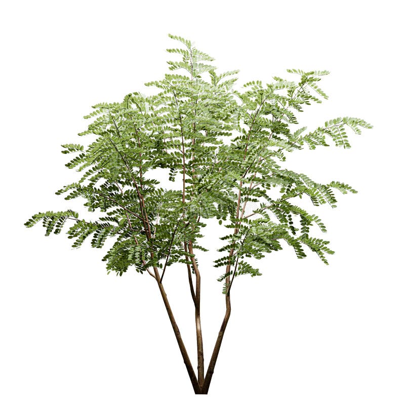 Black Locust Botanical Stock Illustrations – 127 Black Locust Botanical ...