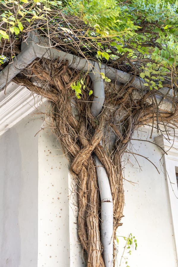 Black Locust Tree (Robinia Pseudoacacia) Climbing the Wall and ...