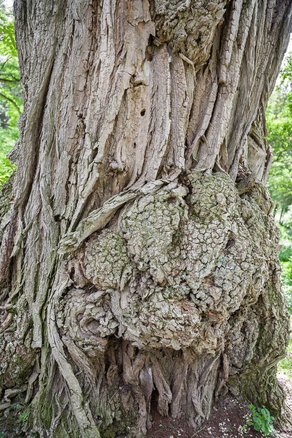 Black Locust stock image. Image of fungus, black, wood - 54741855