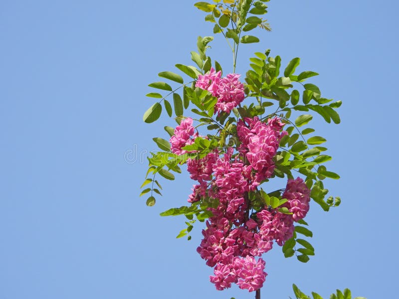 The Blooming Black Locust Trees Stock Image - Image of cluster, nature ...