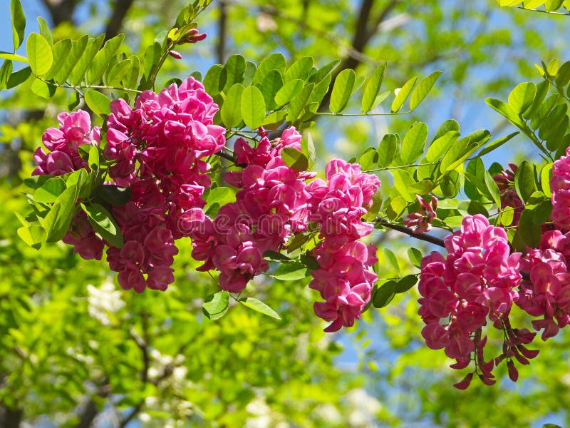 The Blooming Black Locust Trees Stock Image - Image of nature, street ...