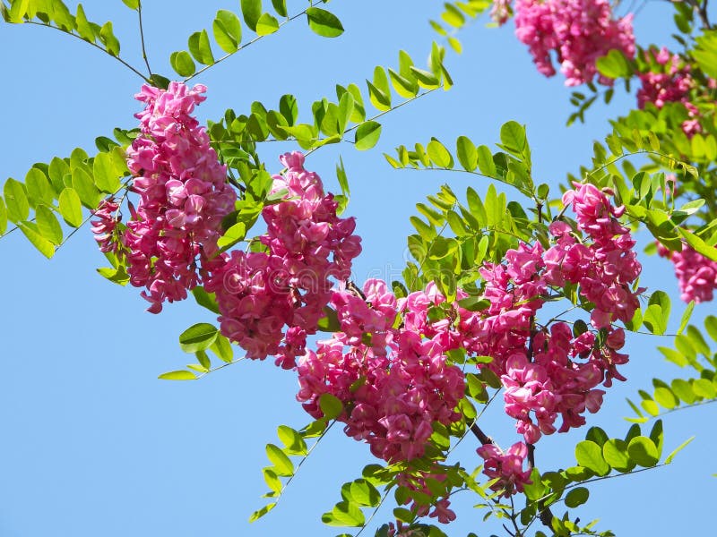 The Blooming Black Locust Trees Stock Image - Image of deciduous, thorn ...
