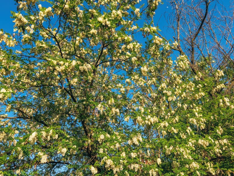 Black Locust Treetop Against Blue Sky Stock Image - Image of treetop ...