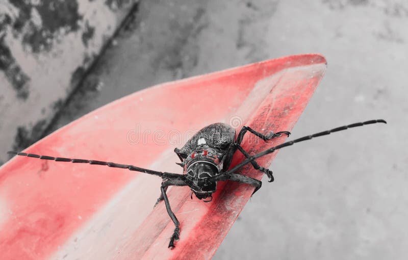 Black longhorn Beetle stock photo. Image of beetle, black - 198196050