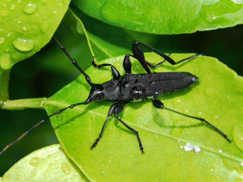 Black Longhorn Beetle on a Lemon Leaf Stock Photo - Image of cape, tree ...