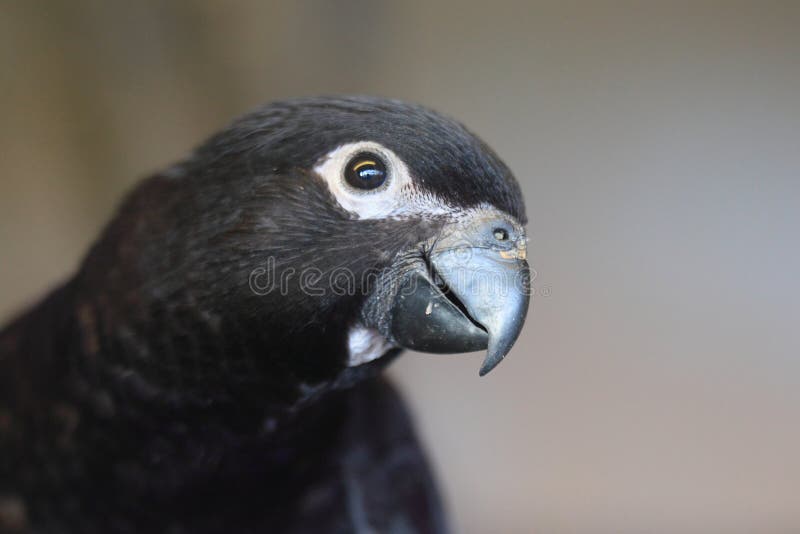 Black Lory, Chalcopsitta Atra, Dark Parrot From West Papua, New Guinea ...