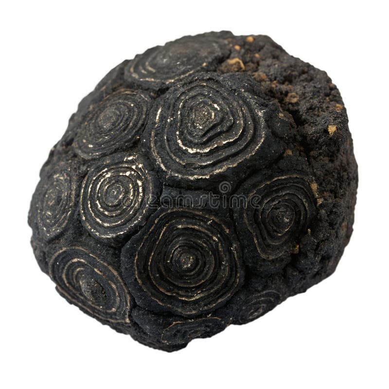 Nodule Stock Illustrations – 1,353 Nodule Stock Illustrations, Vectors ...