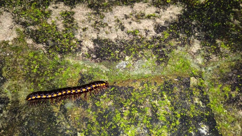 Black Luwing stock image. Image of black, luwing, animal - 353441873