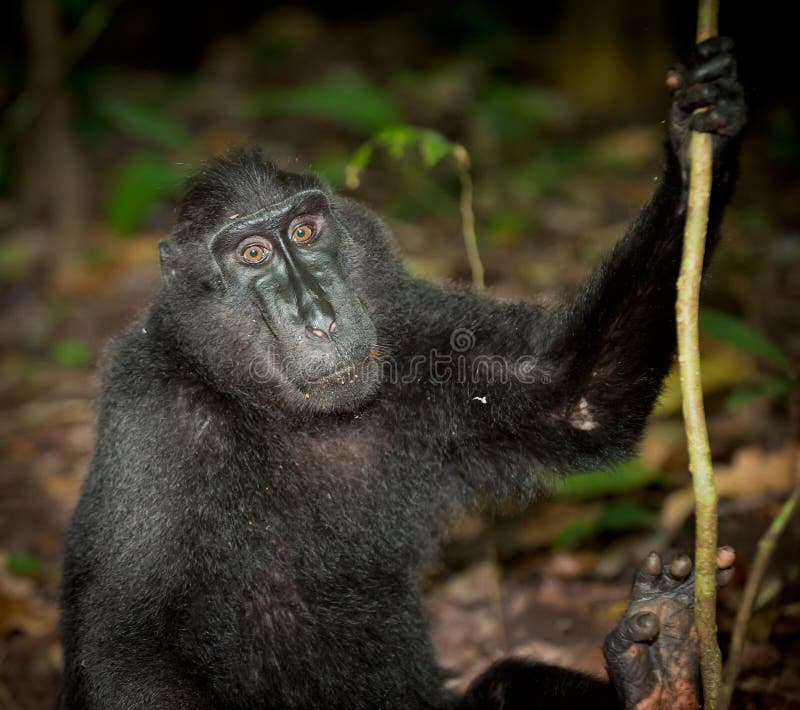 Two Black Macaque Holding Hand Stock Photo - Image of nature, small ...
