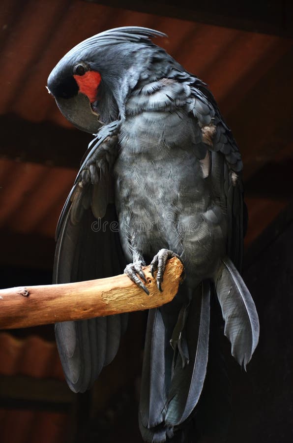 Black macaw stock photo. Image of wildlife, black, natural - 51729156