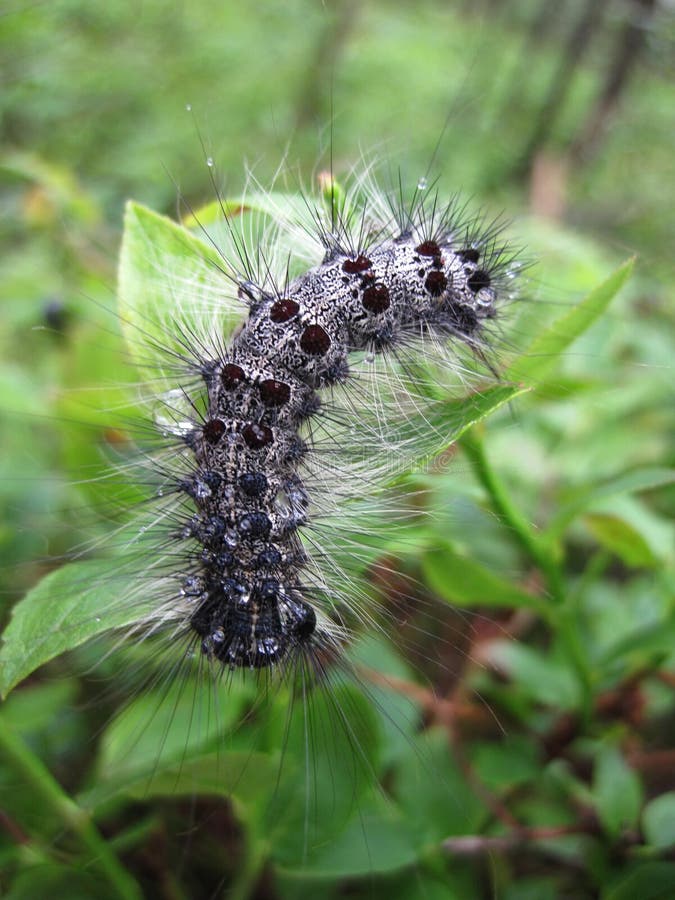 Ant with maggot stock image. Image of chrysalis, maggot - 11252729