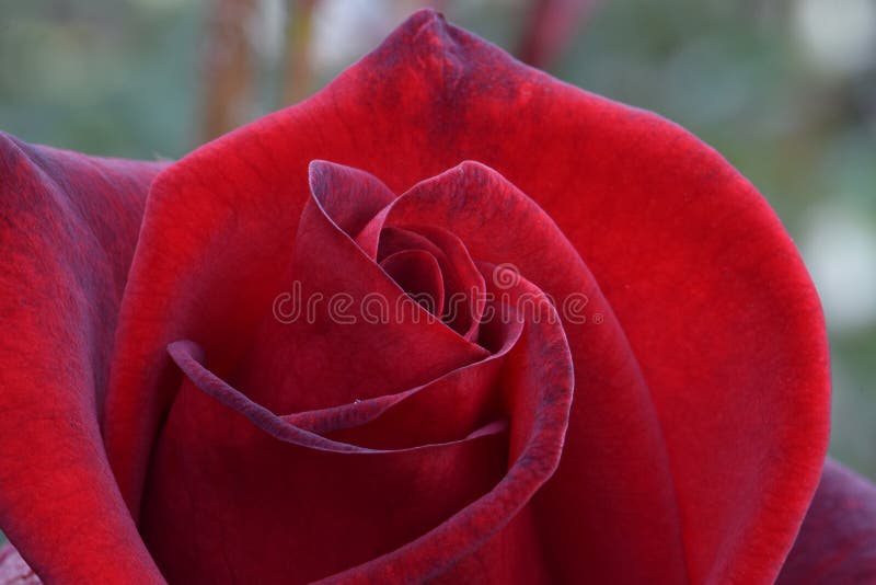 Black Magic Rose Flower Petal Swirl 01 Stock Image - Image of flower ...
