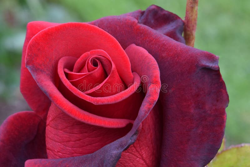 Black Magic Rose Flower Petal Swirl 01 Stock Image - Image of flower ...