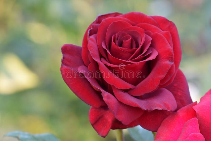 Black Magic Rose Flower 01 stock photo. Image of sunlight - 108128540