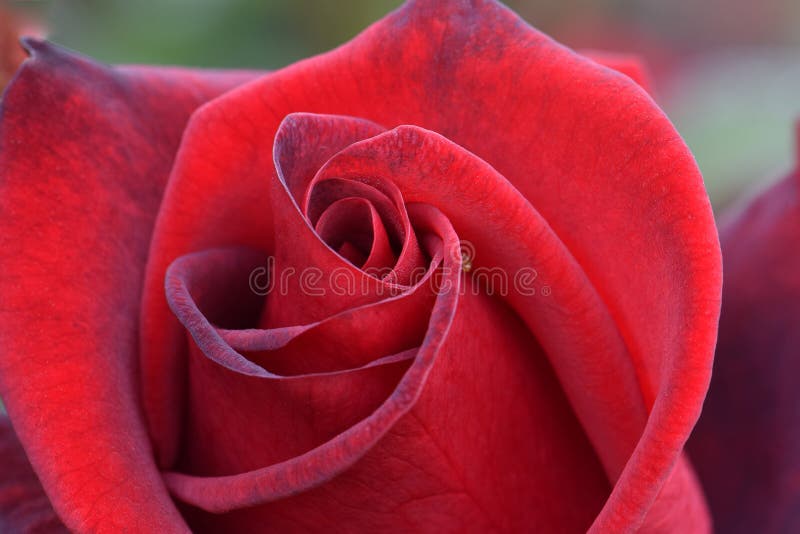 Black Magic Rose Petal Swirl 02 Stock Image - Image of friendship ...