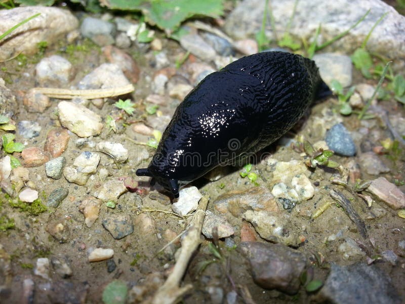 Black magic snail stock image. Image of snail, nature - 182855375