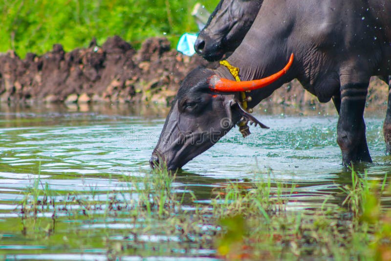 Buffalo drinking water stock image. Image of animal, area - 14236267