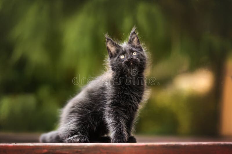 Black Maine Coon Kitten Sitting Outdoors in Summer Stock Photo - Image ...
