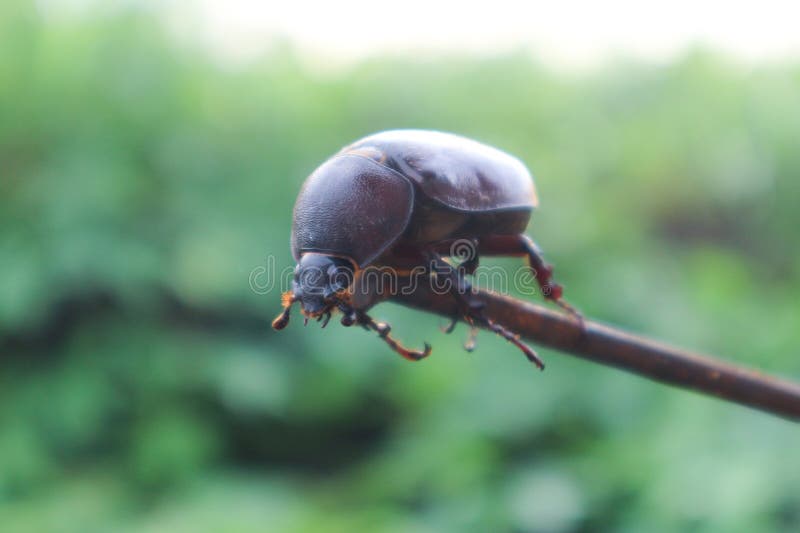 Black Maize Beetle stock photo. Image of side, leaf - 351324780