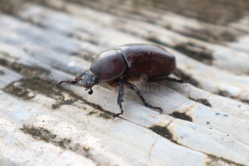Black Maize Beetle stock image. Image of fauna, side - 351324801