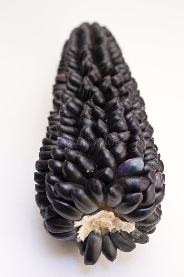 Black maize stock image. Image of black, background, maashy - 44339935