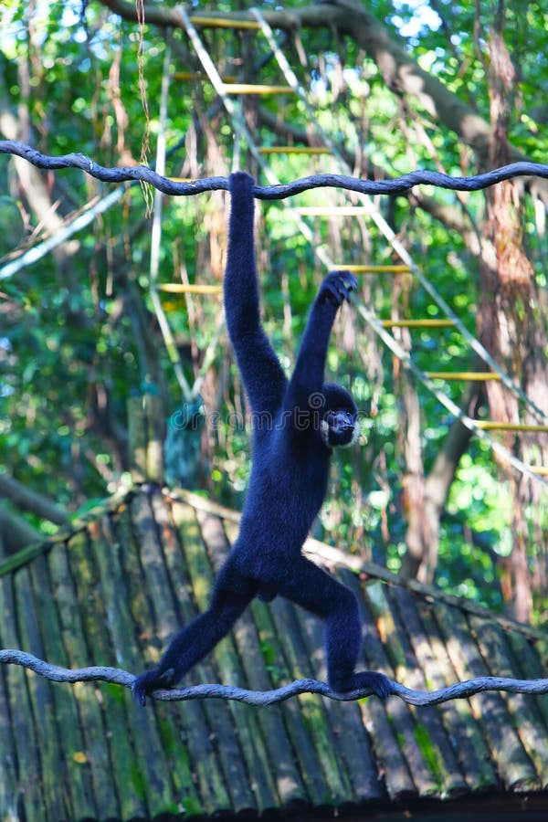 A Black Male Gibbon is Walking on Vine in the Zoo Stock Image - Image ...