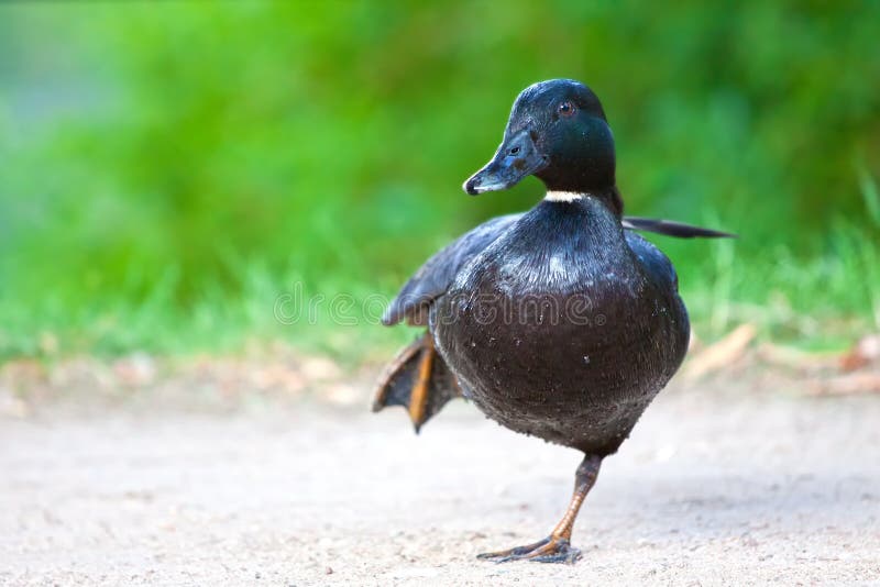 Black Mallard Duck Striking a Pose Stock Photo - Image of nature ...