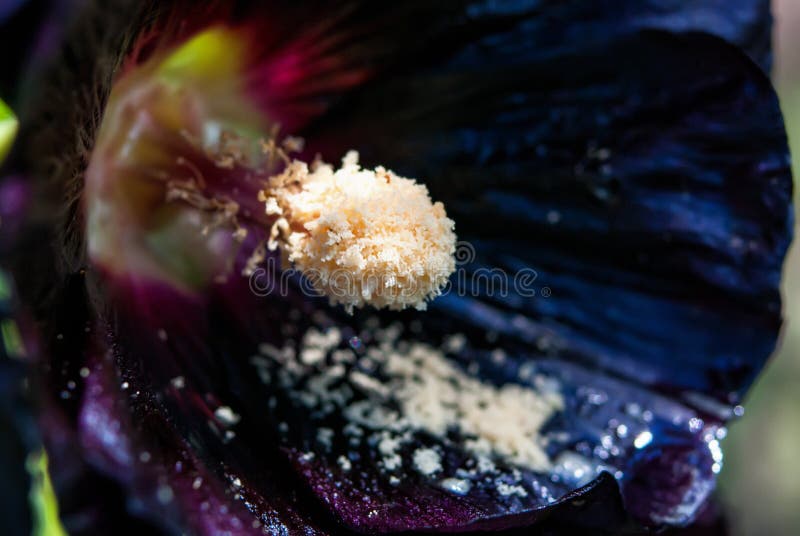 Black Mallow with Pollen, Close-up Stock Image - Image of summer ...