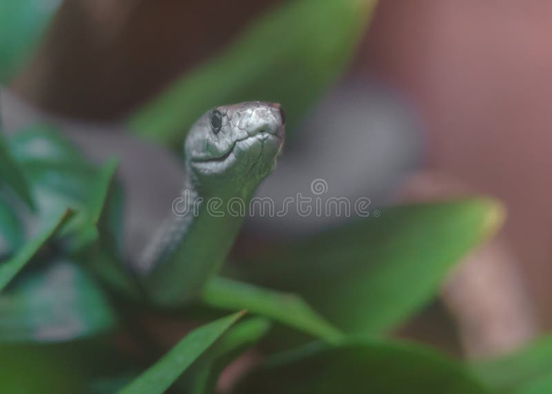 Black mamba stock image. Image of detail, color, brown - 269863679