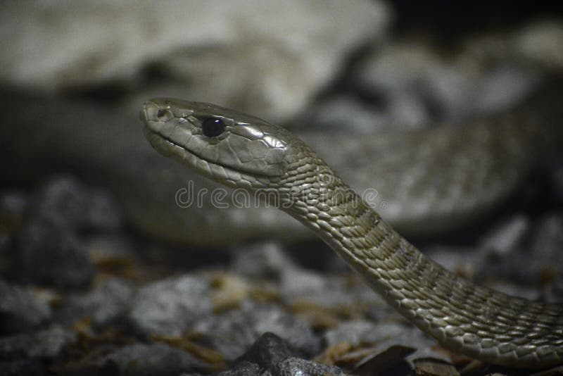 739 Black Mamba Stock Photos - Free & Royalty-Free Stock Photos from ...