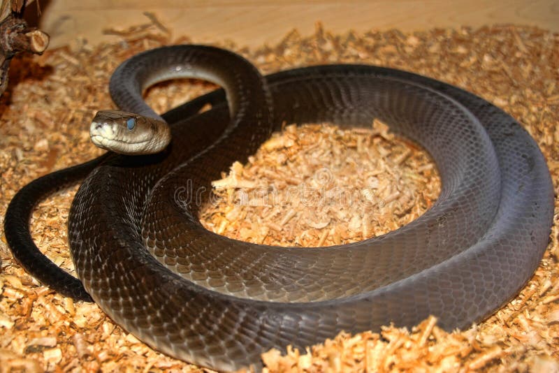 Black Mamba, Dendroaspis Polylepis, is a Great Dangerous Poisonous ...