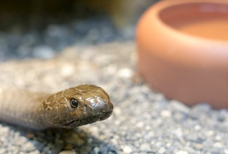 Black mamba stock image. Image of gabon, predator, hunting - 53959969